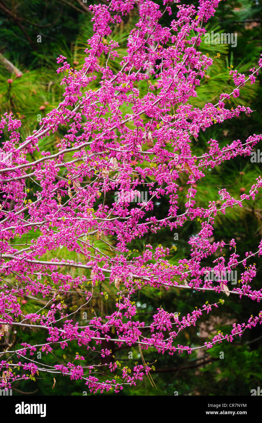 Western Redbud (Cercis occidentalis), Yosemite National Park ...