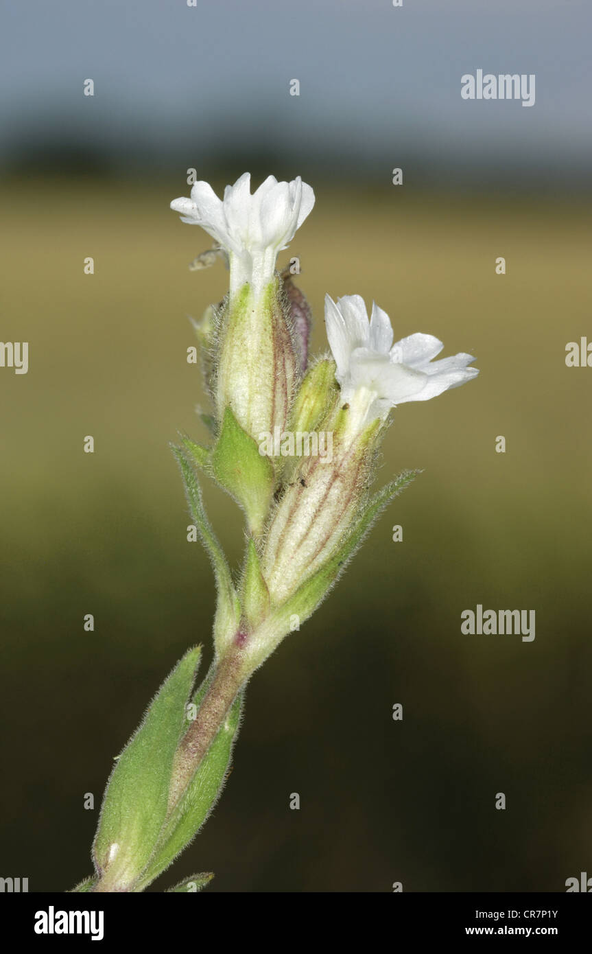 Night catchfly hi-res stock photography and images - Alamy