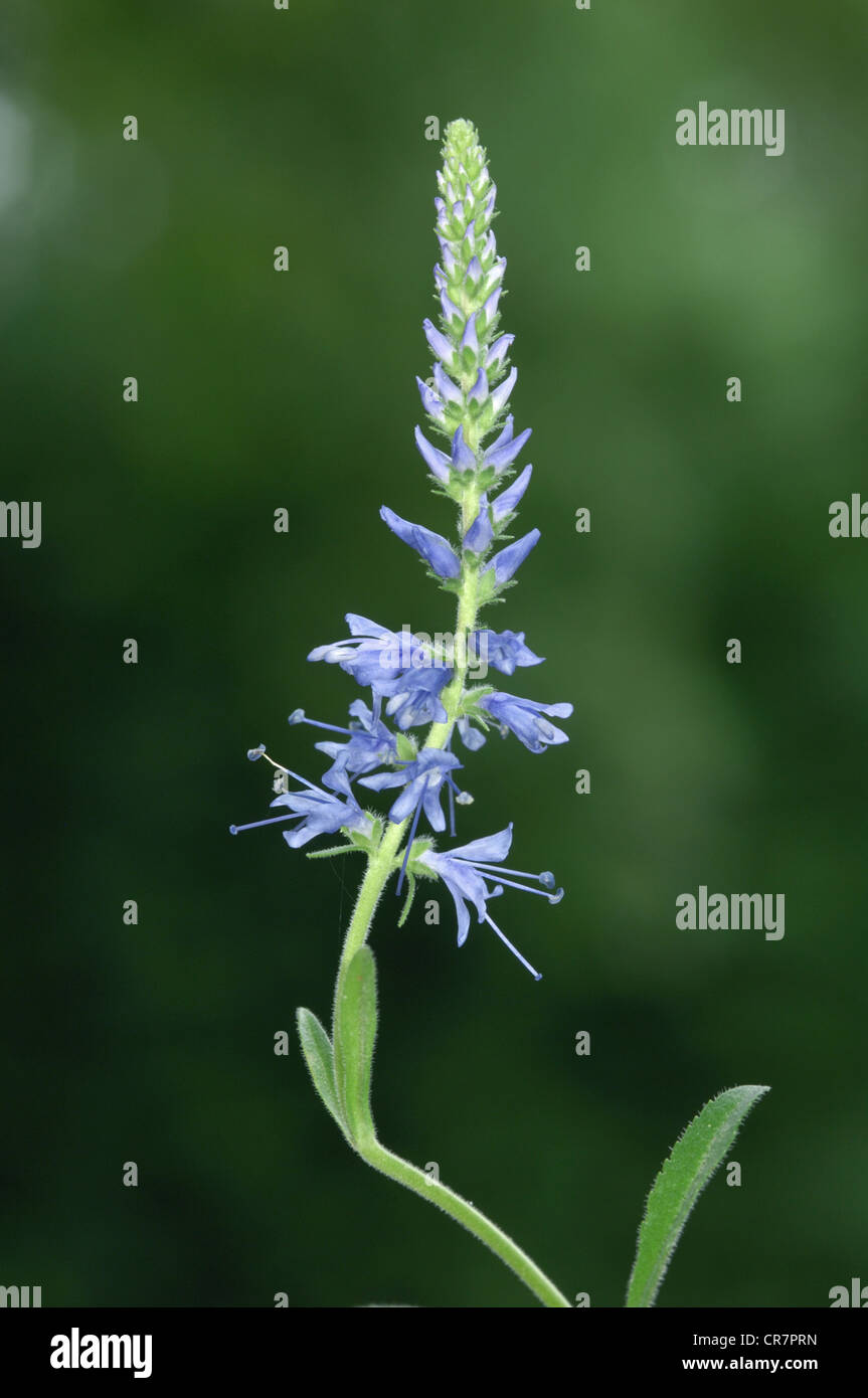Wild veronica spicata hi-res stock photography and images - Alamy