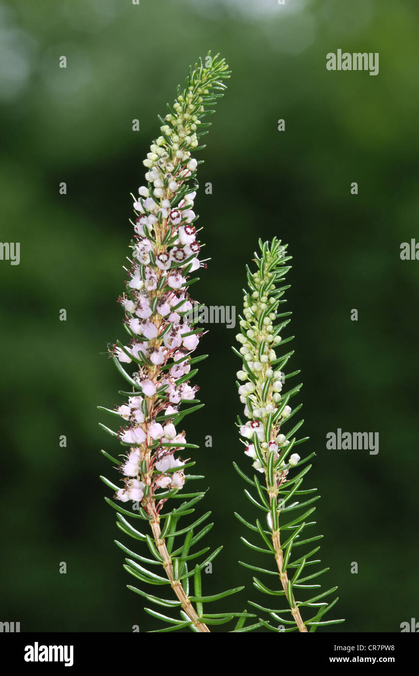 CORNISH HEATH Erica vagans Stock Photo - Alamy