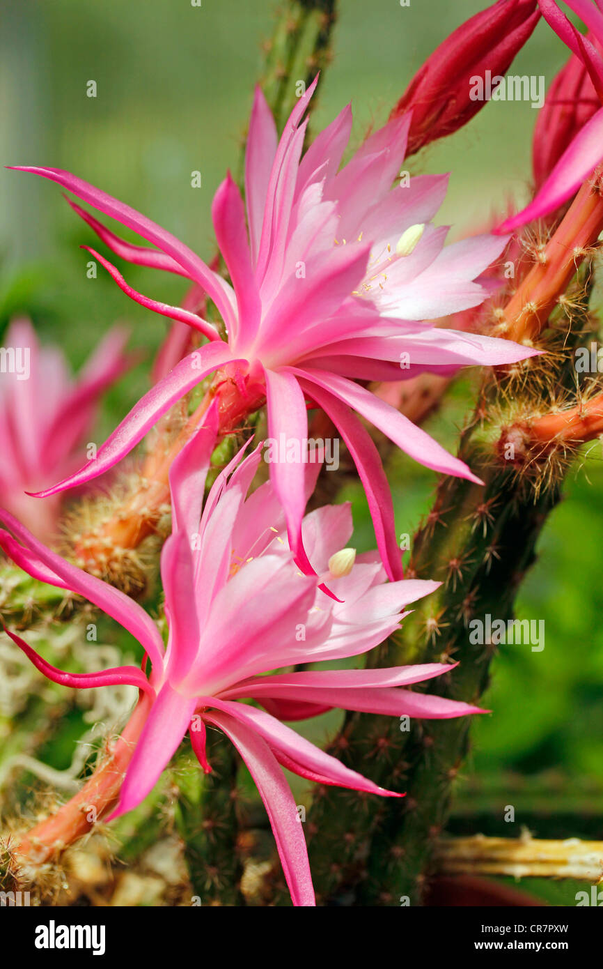 Desert ephemeral flowering plant hi-res stock photography and images ...