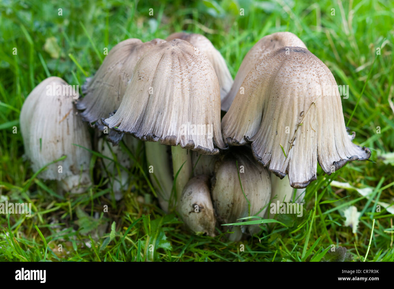Bell fungi hi-res stock photography and images - Alamy