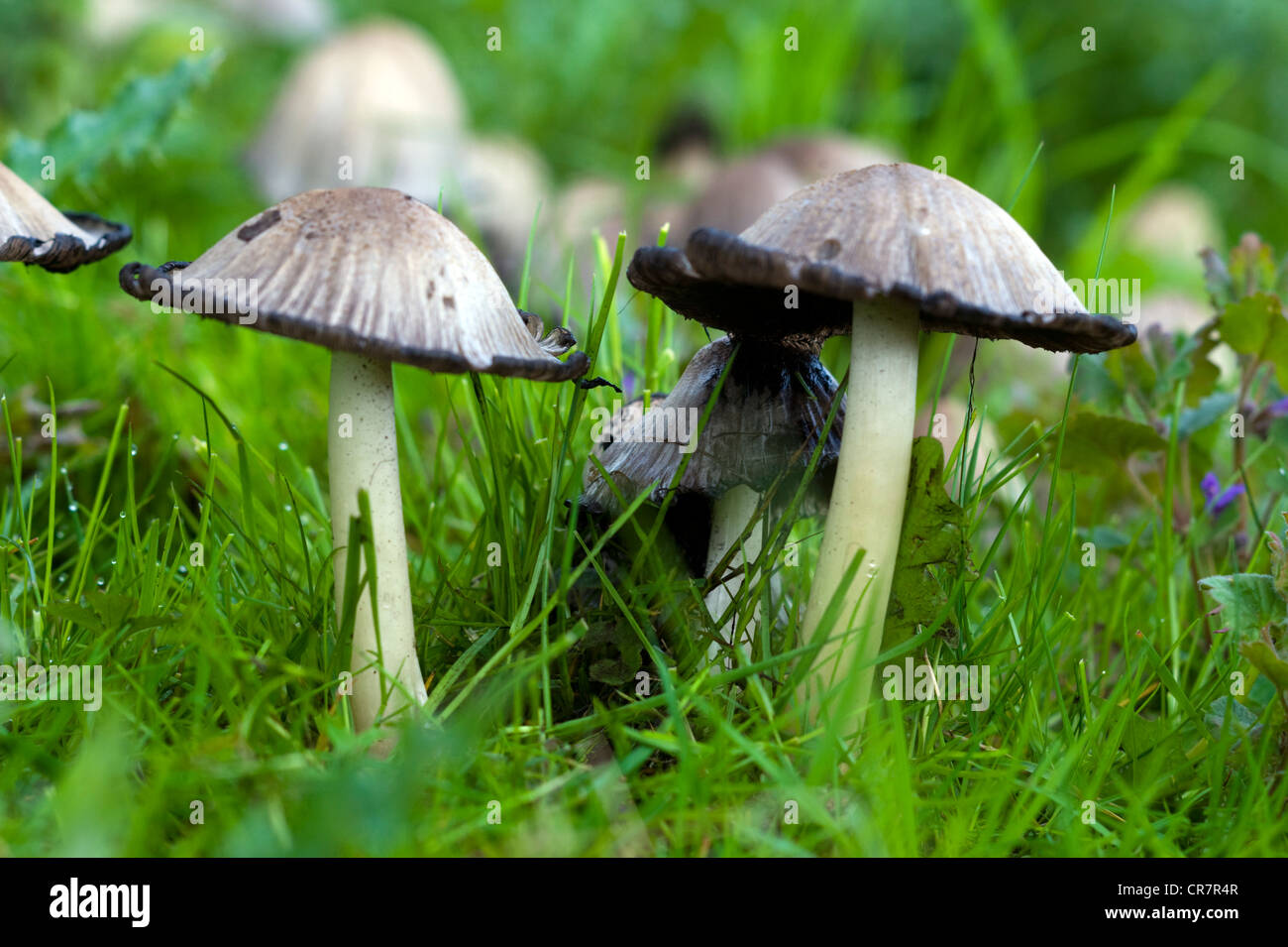 Ink Cap Fungi Stock Photo - Alamy