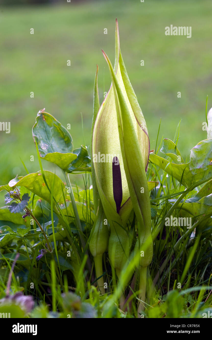 Lord and lady flower hi-res stock photography and images - Alamy