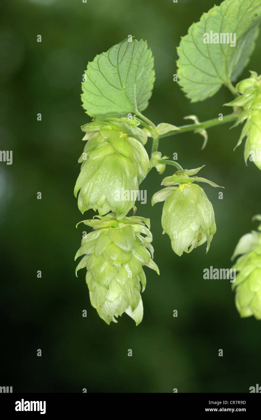 Hop flower hi-res stock photography and images - Alamy