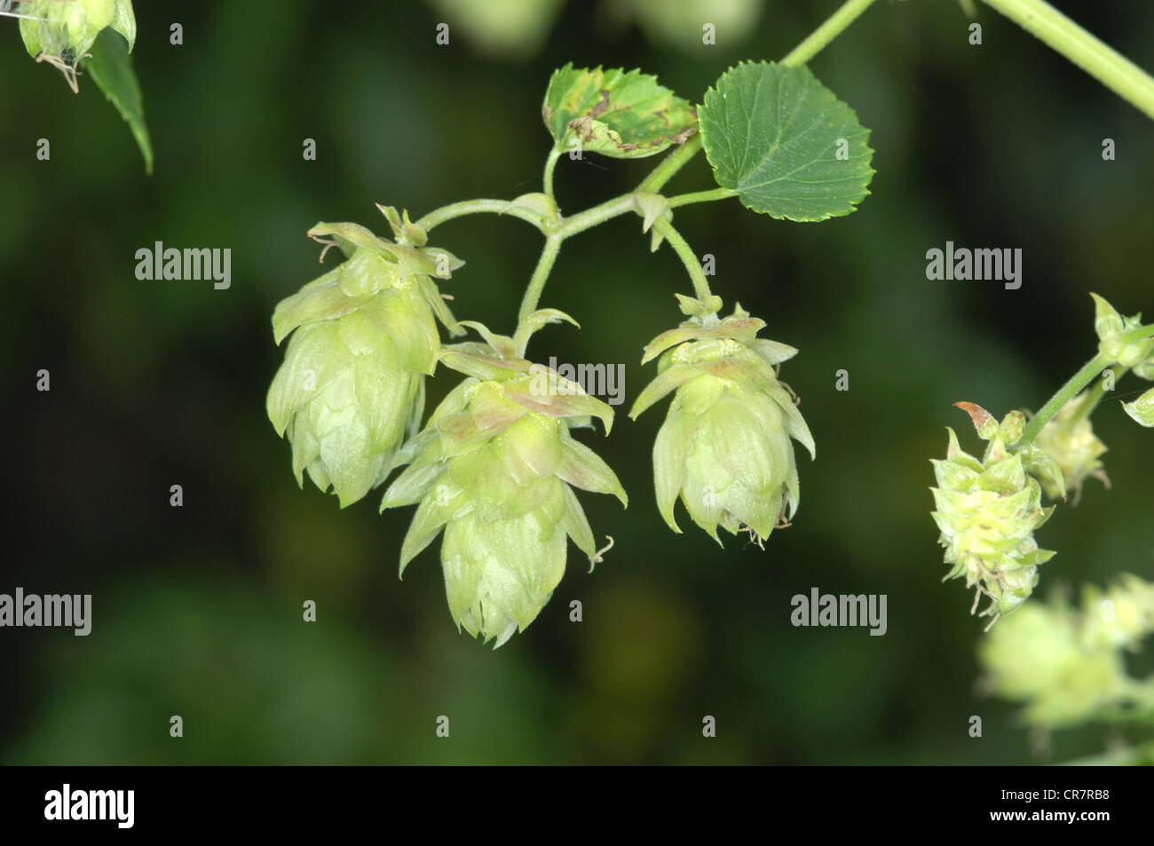 Hop flower hi-res stock photography and images - Alamy