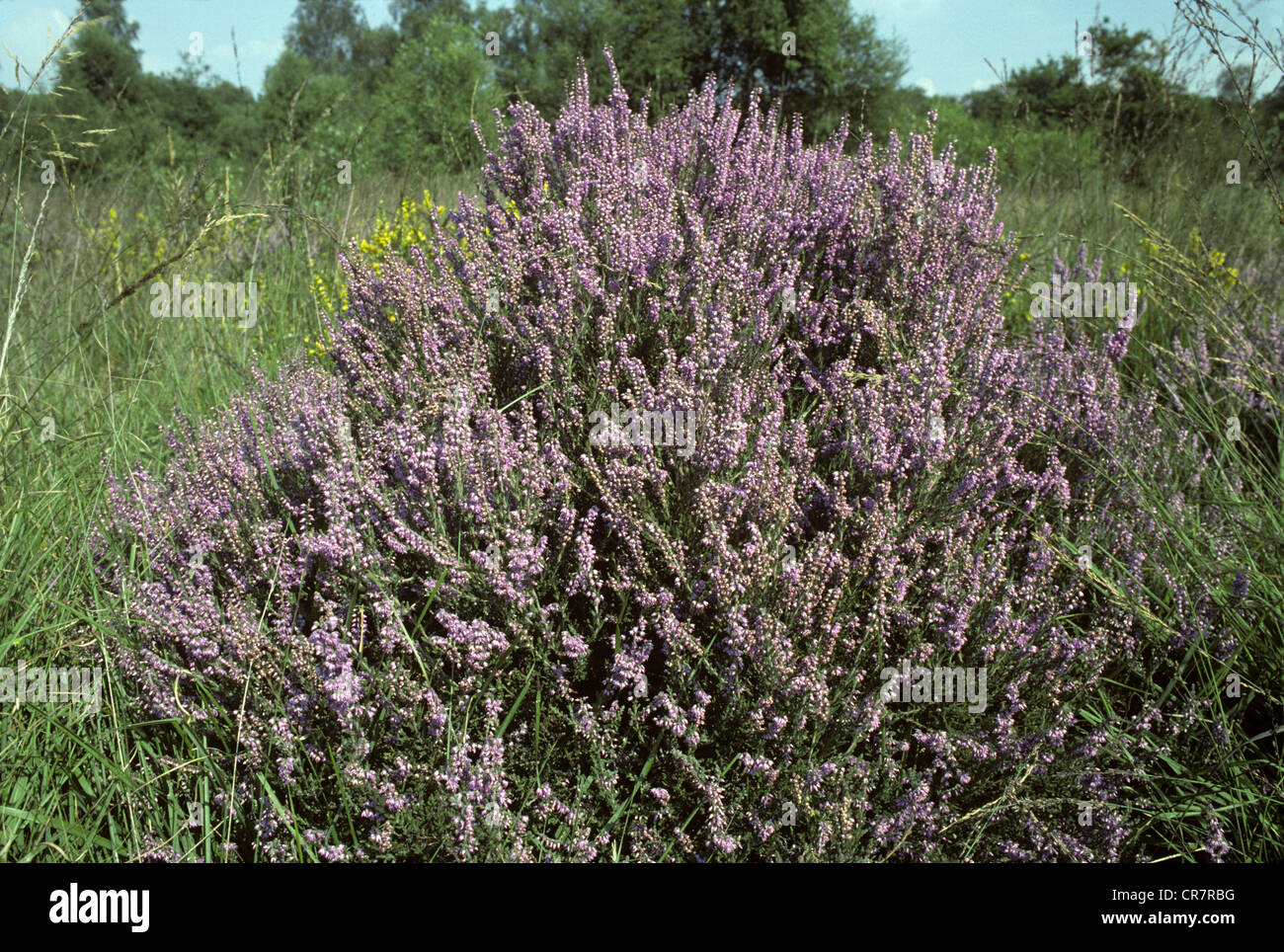 HEATHER Calluna vulgaris (Ericaceae Stock Photo - Alamy