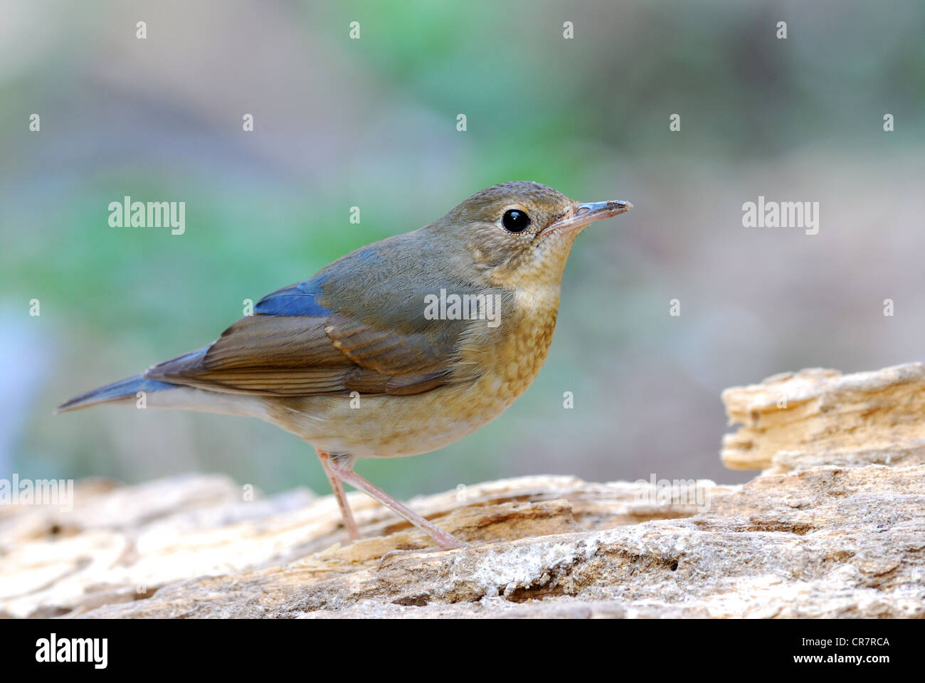 Female robin hi-res stock photography and images - Alamy