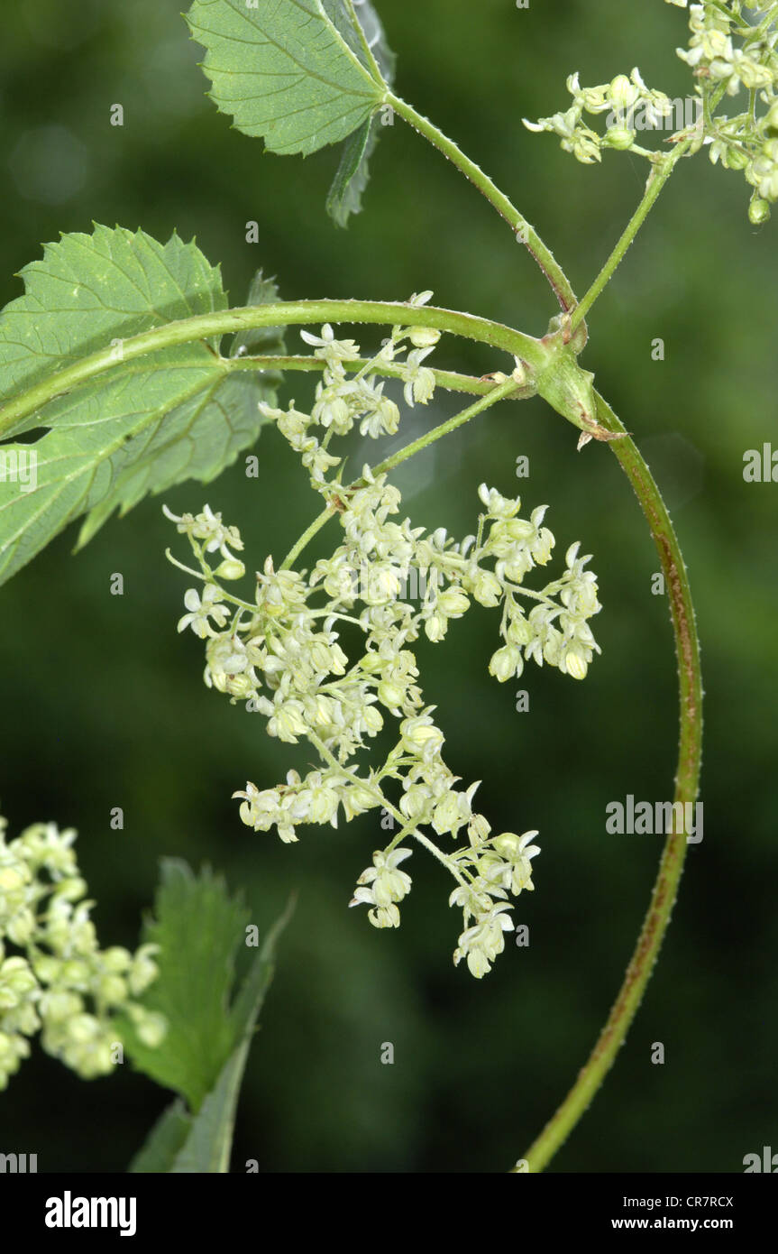 Flowers hop store