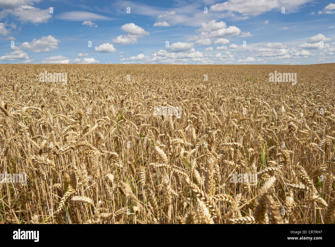 Mature wheat grain hi-res stock photography and images - Alamy