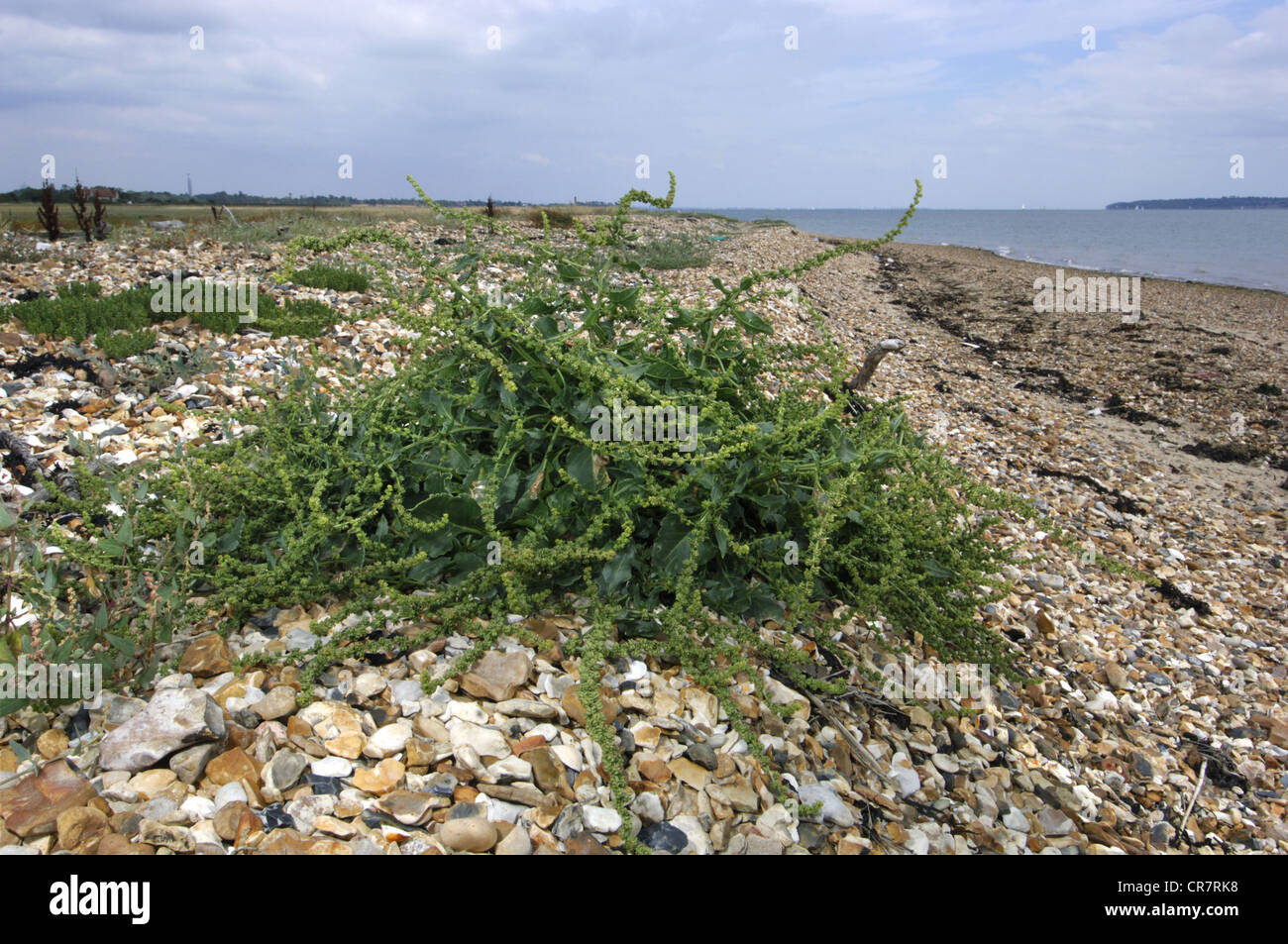 SEA BEET Beta vulgaris ssp maritima (Chenopodiaceae Stock Photo - Alamy