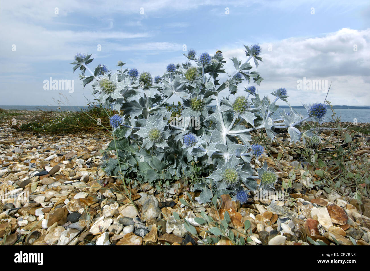 Sea holly plants eryngium hi-res stock photography and images - Alamy