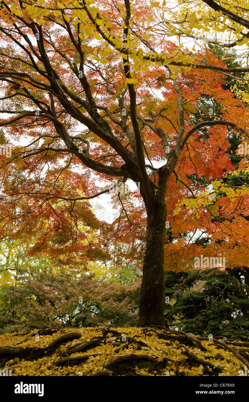 Japanese maple tree in autumn with yellow ginkgo leaves on forest floor ...