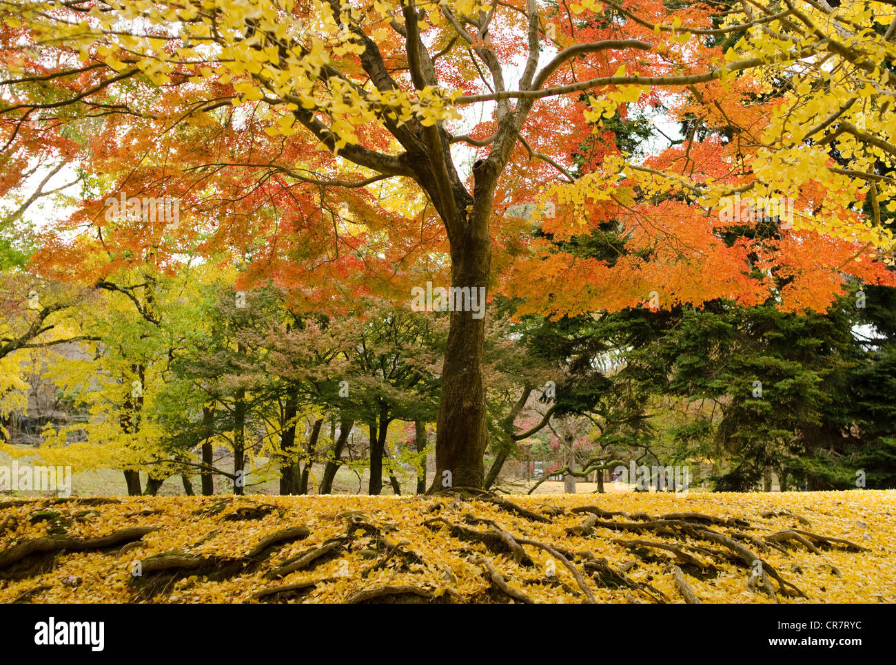 Yellow japanese maple tree hi-res stock photography and images - Alamy