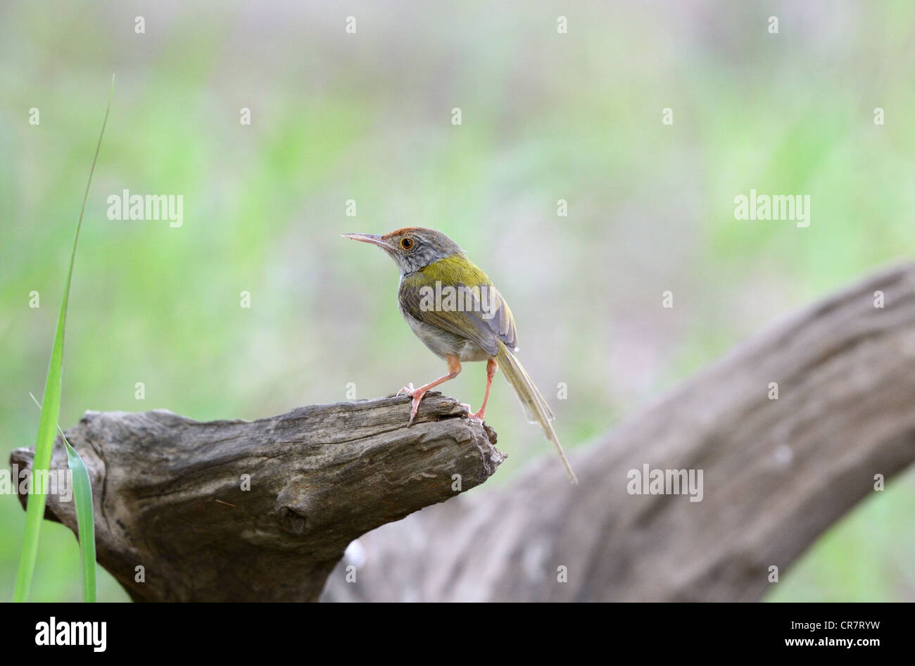 Tailorbird hi-res stock photography and images - Alamy