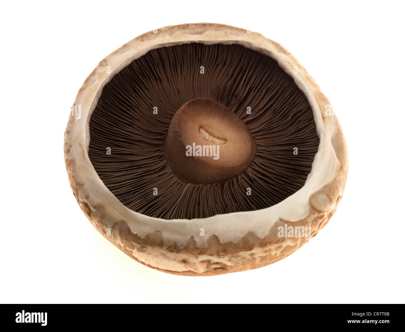 Portabella hi-res stock photography and images - Alamy