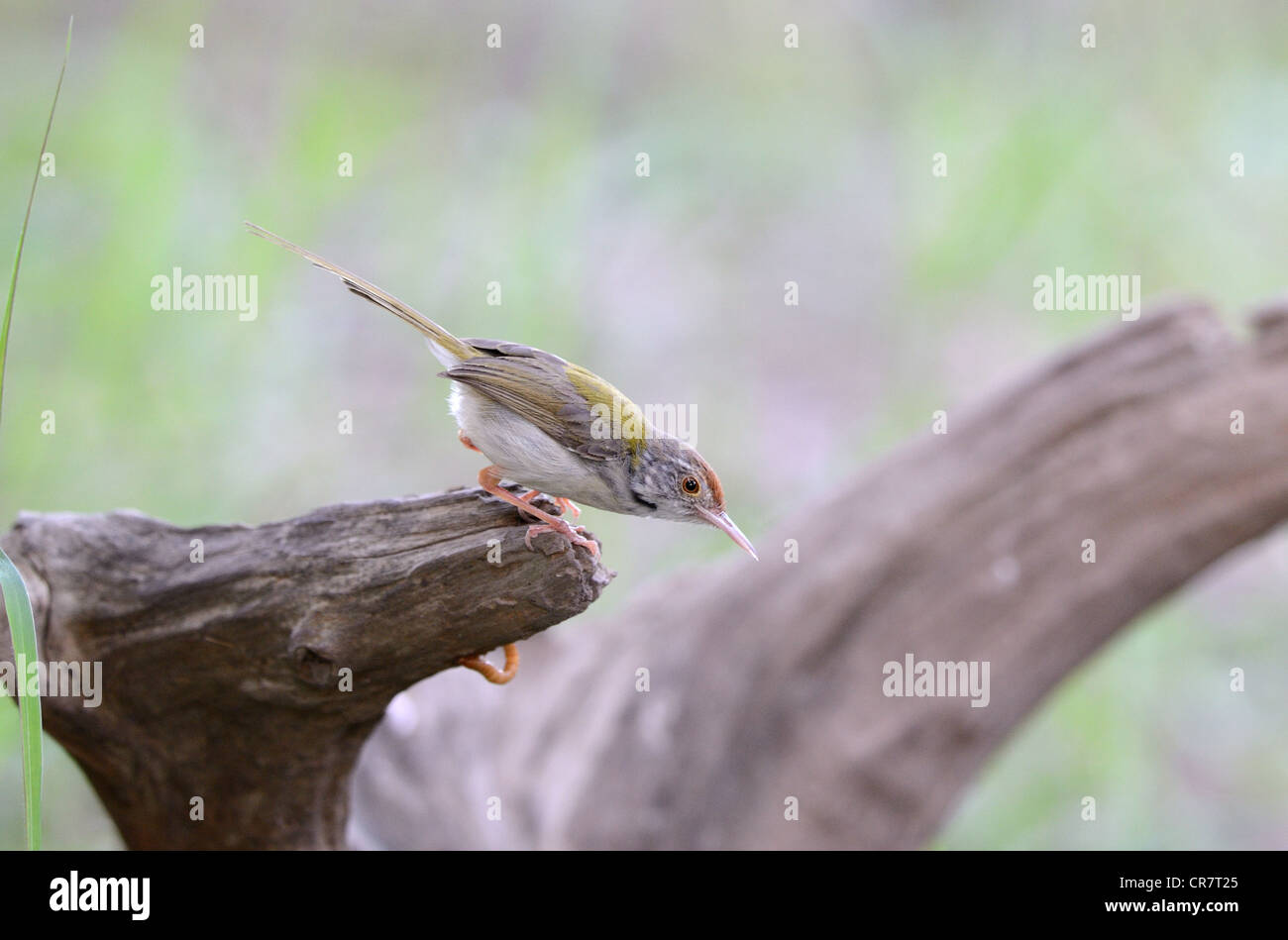 Tailorbird High Resolution Stock Photography and Images - Alamy