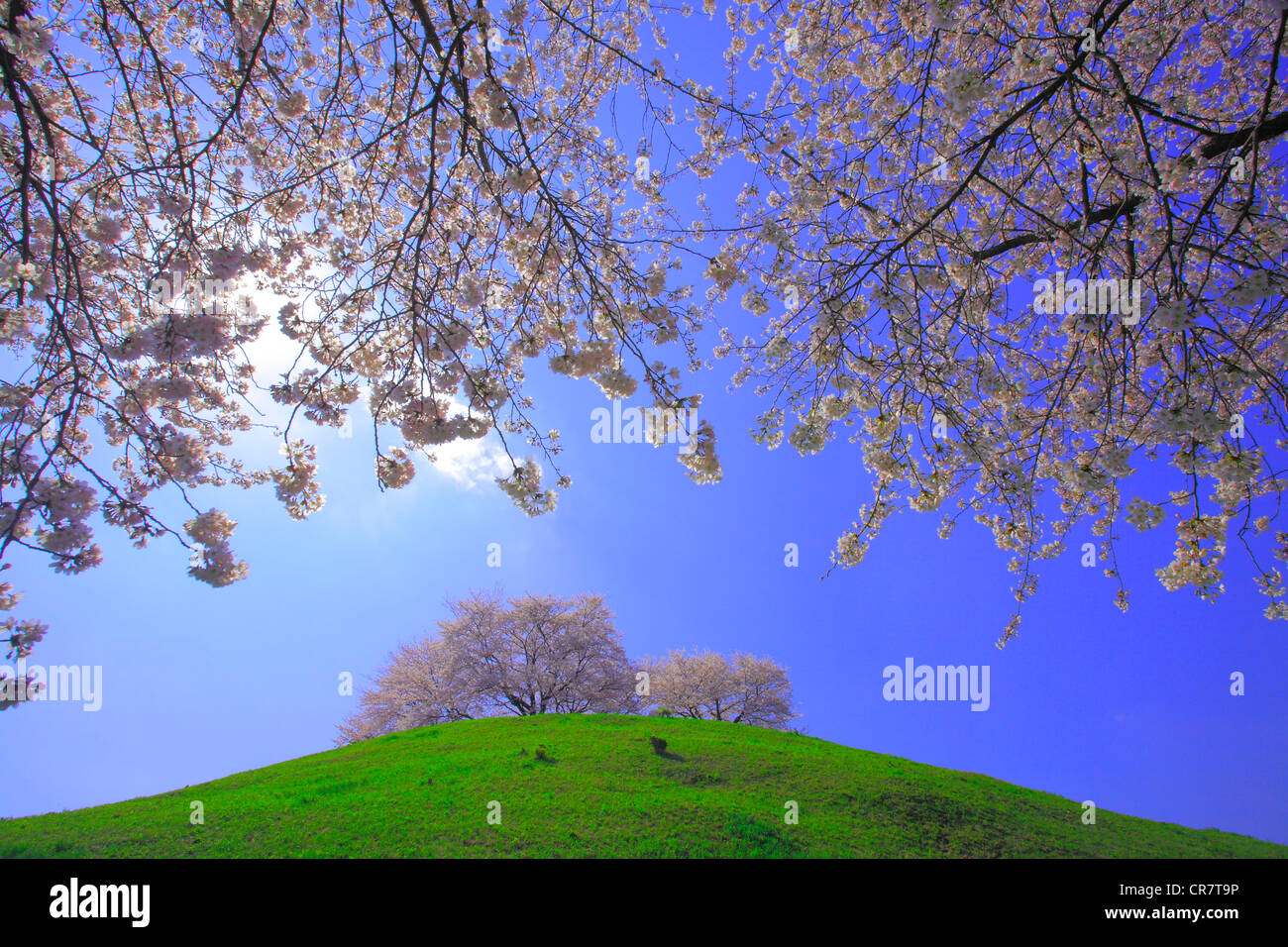 Cherry trees on a hill Stock Photo - Alamy