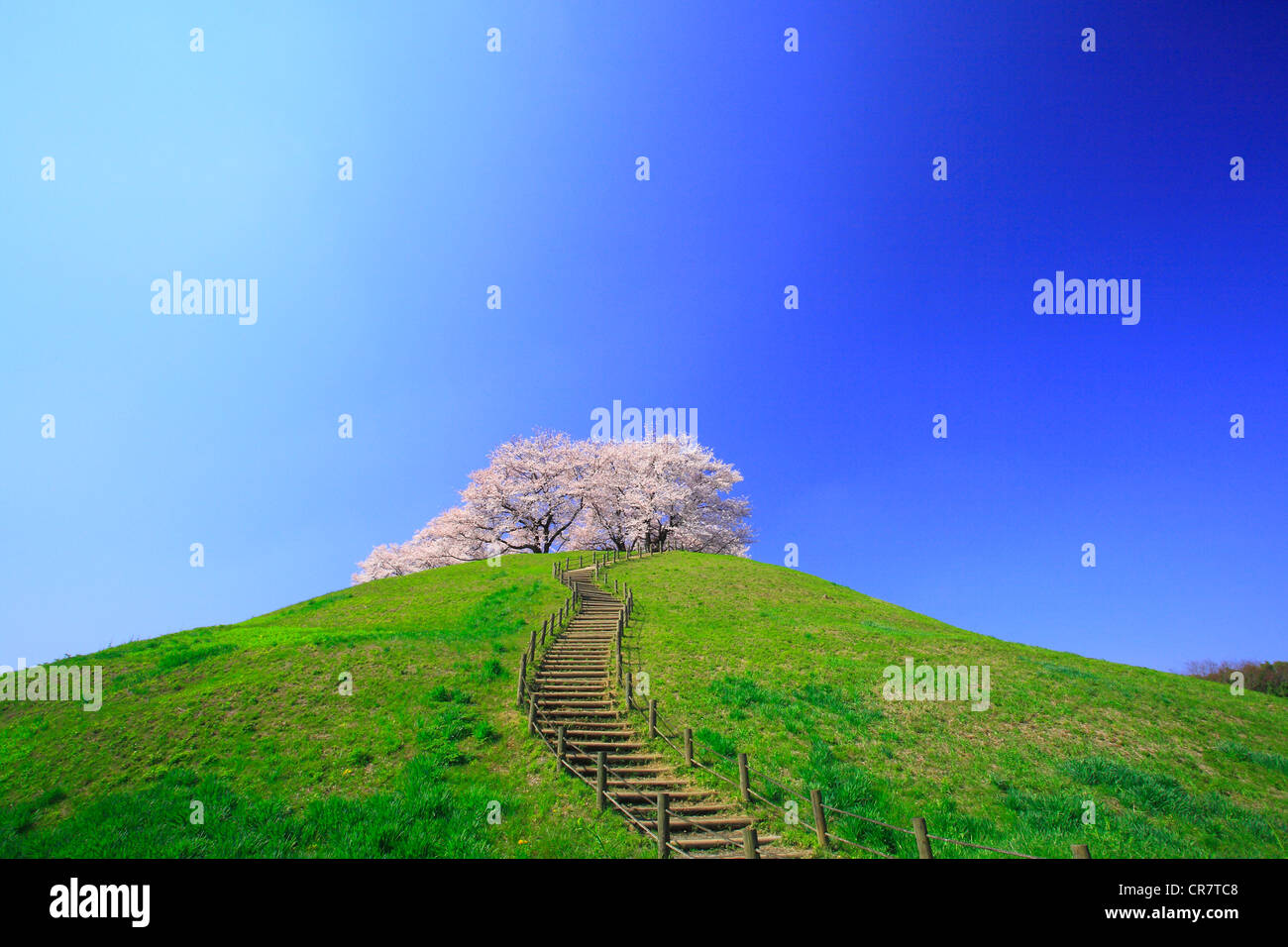 Cherry trees on a hill Stock Photo - Alamy