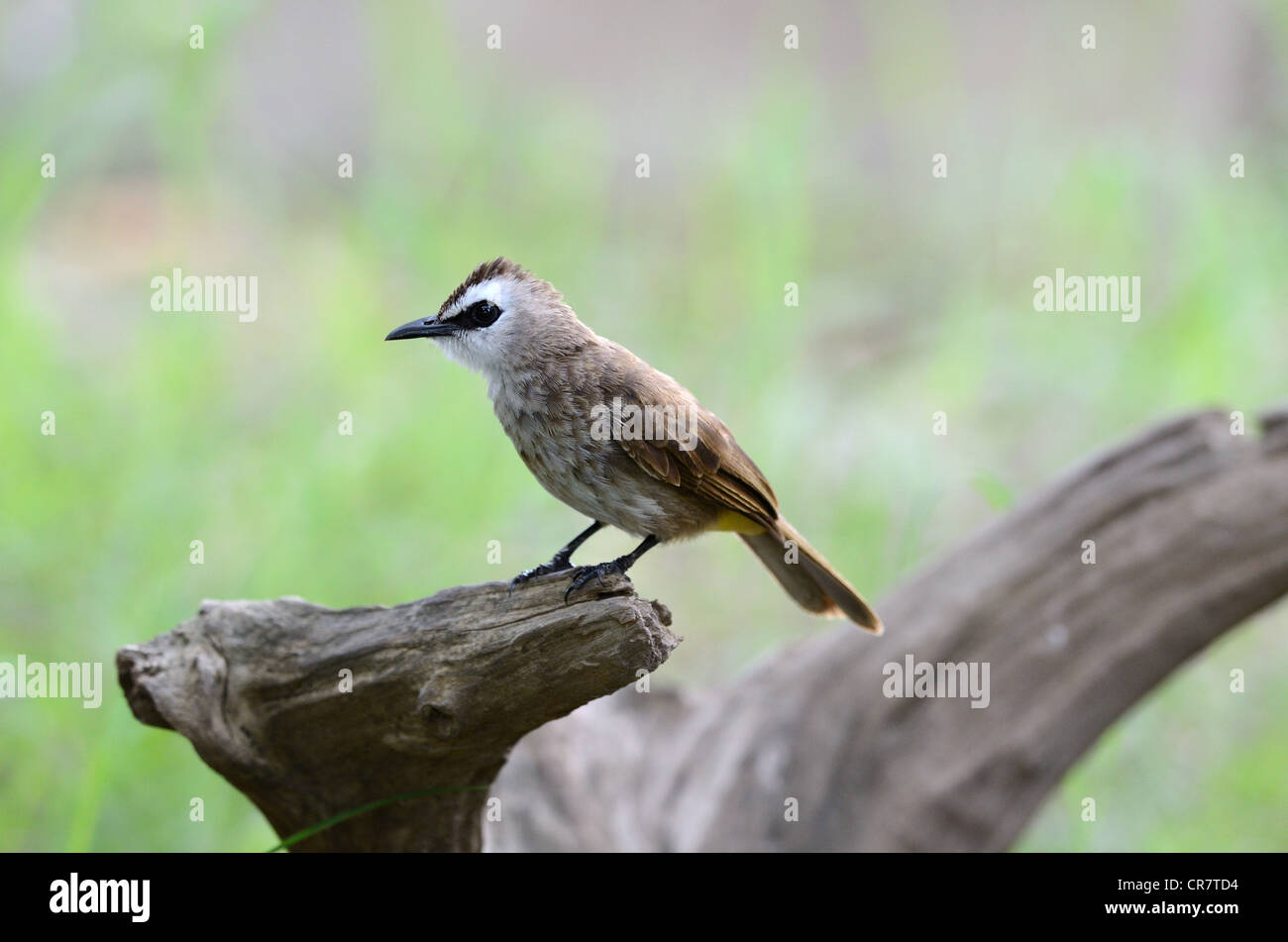 beautiful yellow-vented bulbul standing on the log Stock Photo - Alamy