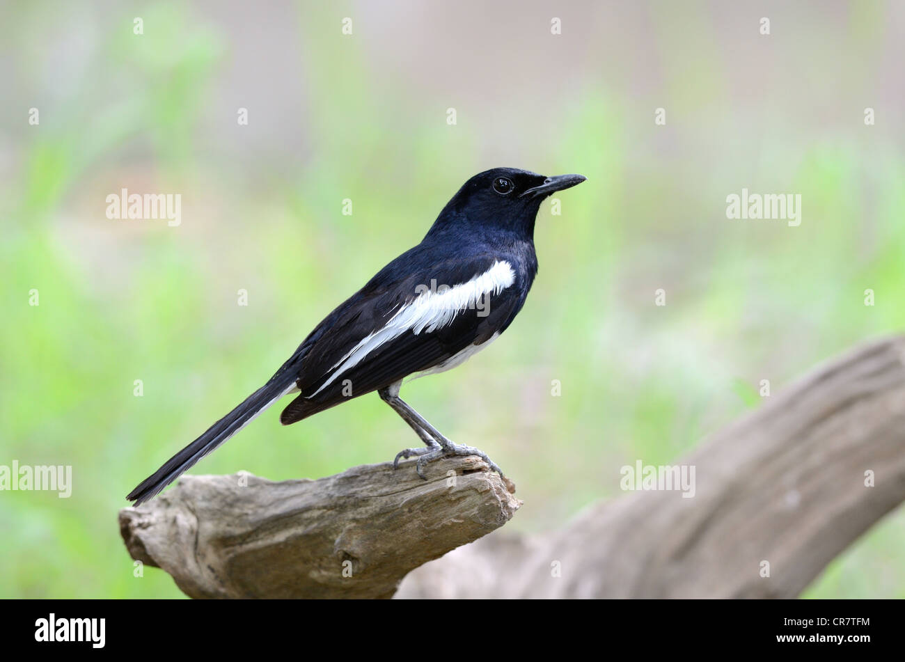 beautiful male oriental magpie-robin (Copsychus saularis) standing on ...
