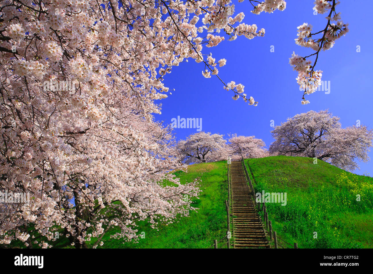 Cherry trees on a hill Stock Photo - Alamy