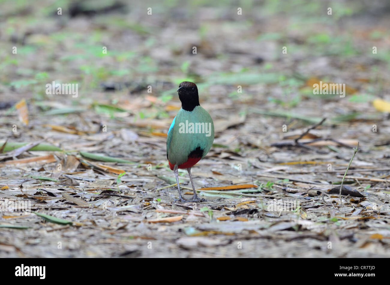 beautiful hooded pitta Stock Photo - Alamy