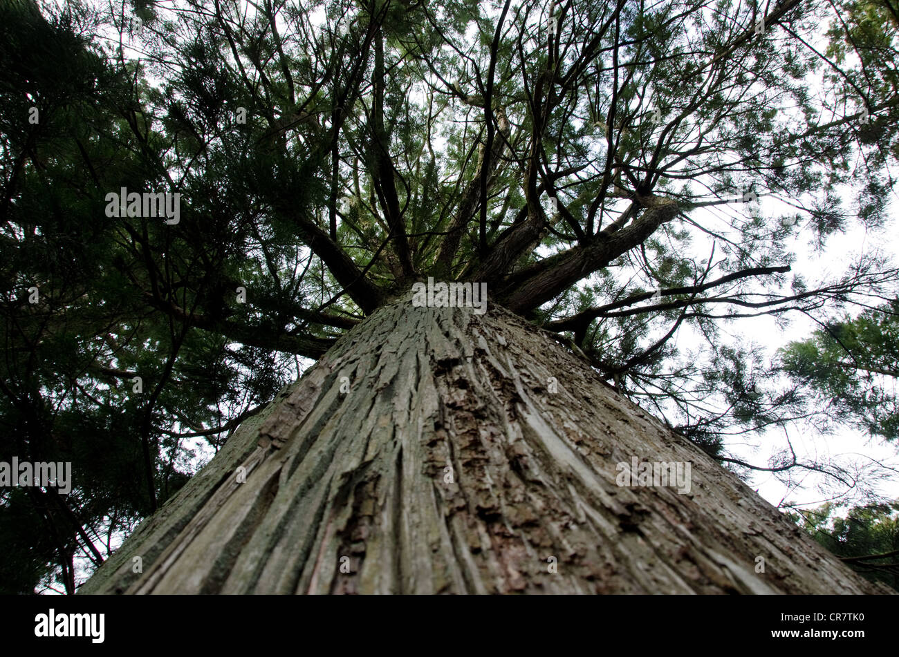 Below tall tree hi-res stock photography and images - Alamy
