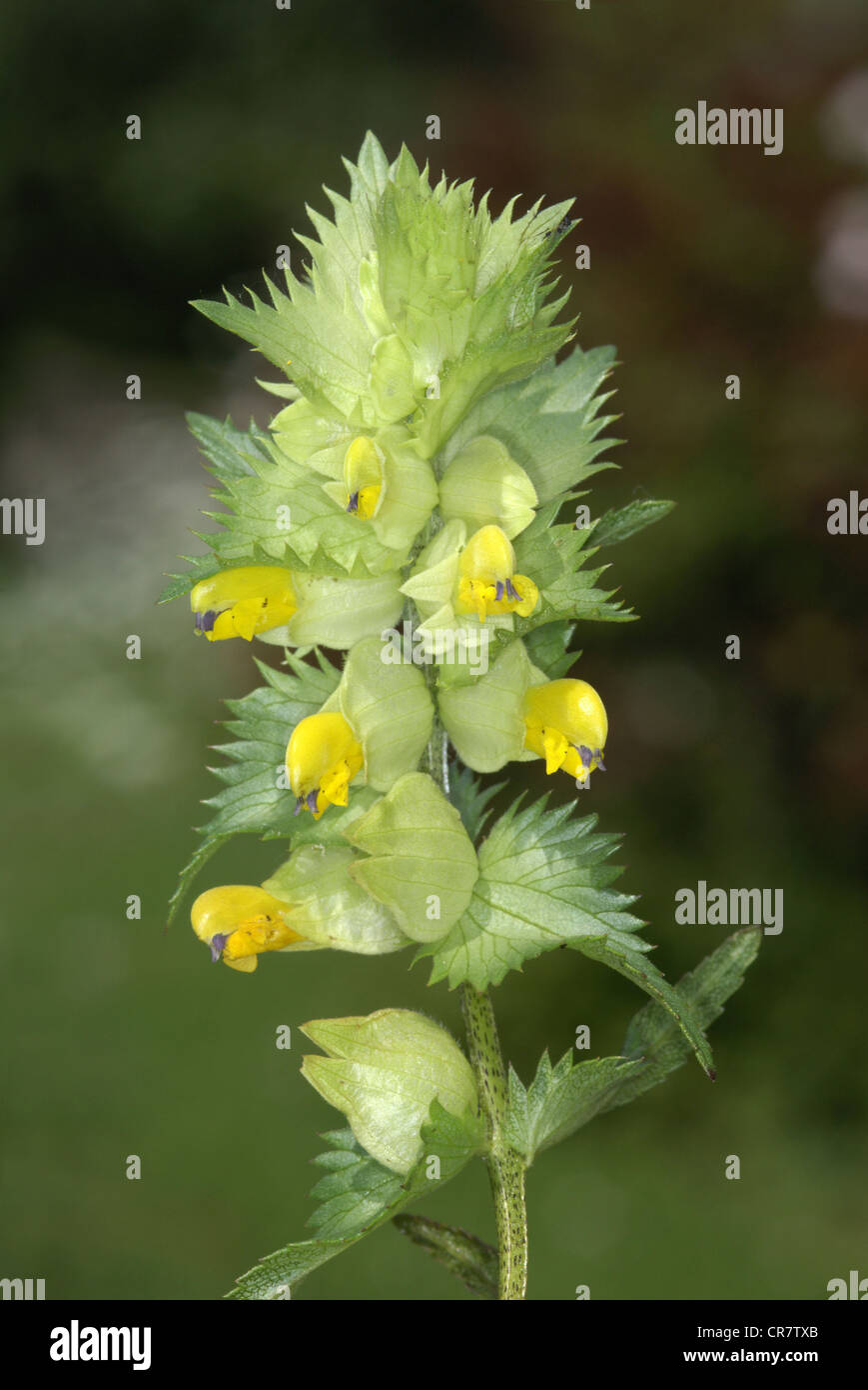 Annual semi parasitic plant hi-res stock photography and images - Alamy