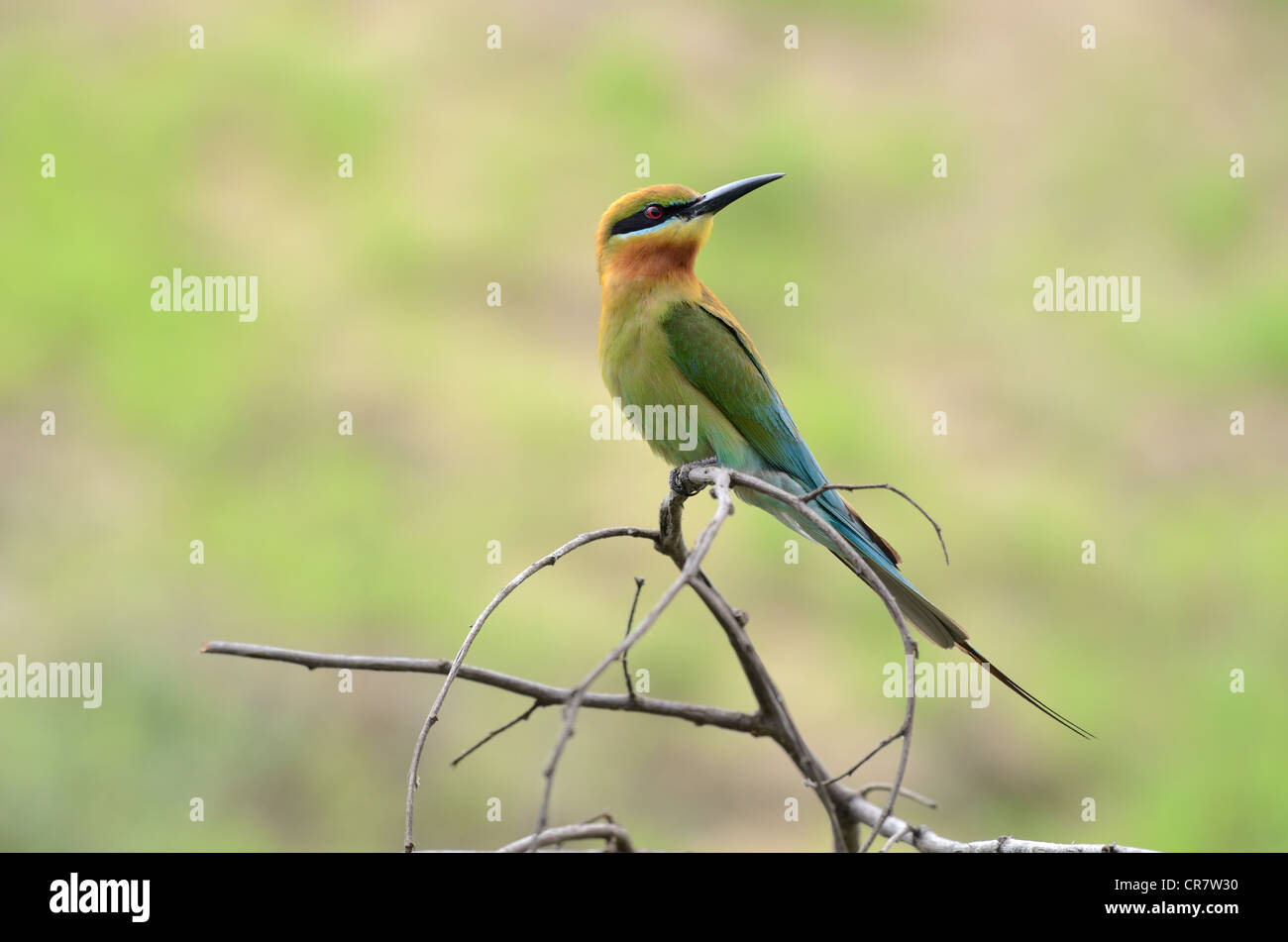 beautiful blue tailed bee eater (Merops philippinus) possing Stock ...