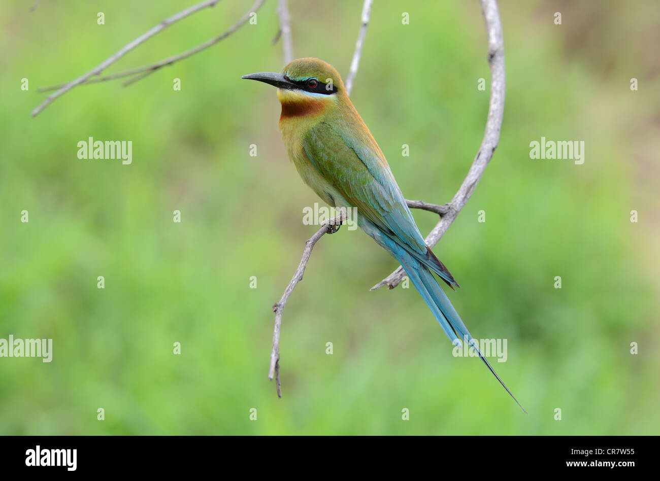 beautiful blue tailed bee eater (Merops philippinus) possing Stock Photo - Alamy