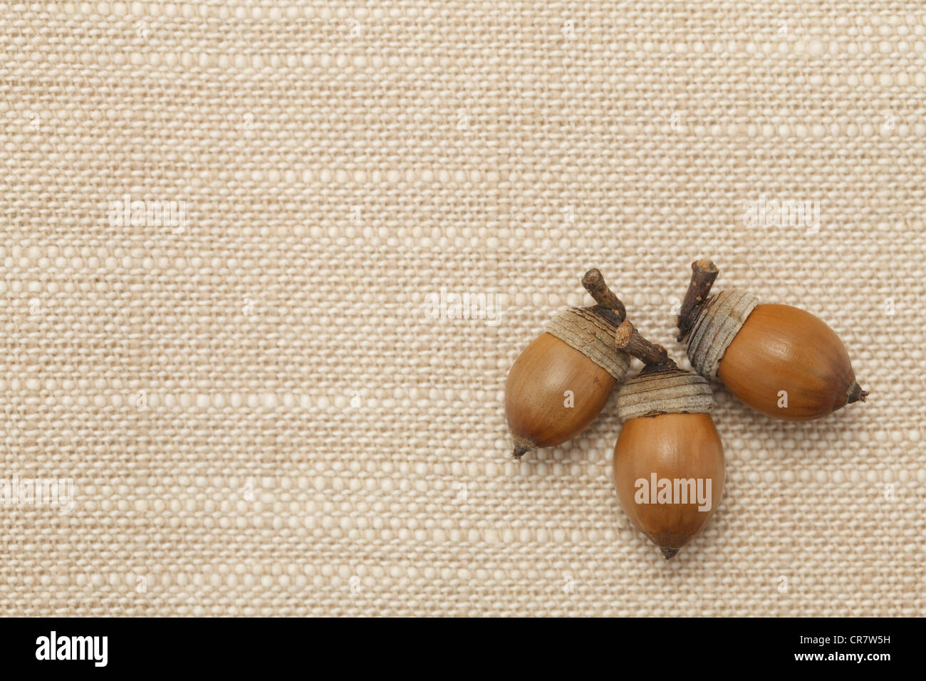 Three acorns hi-res stock photography and images - Alamy