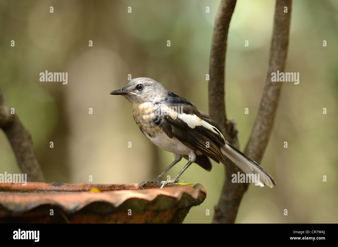 Female robin hi-res stock photography and images - Alamy