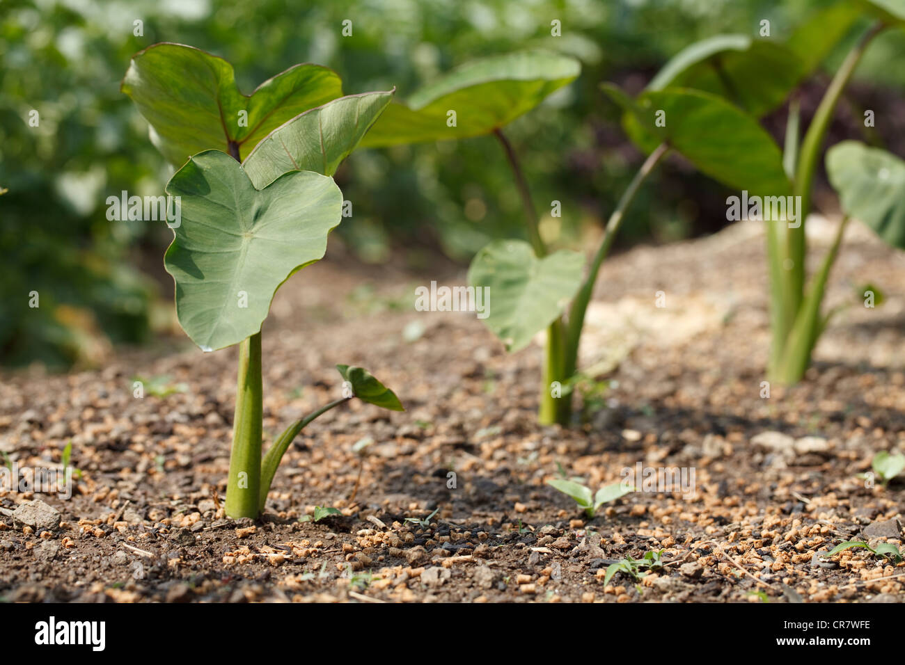 Taro growing hi-res stock photography and images - Alamy
