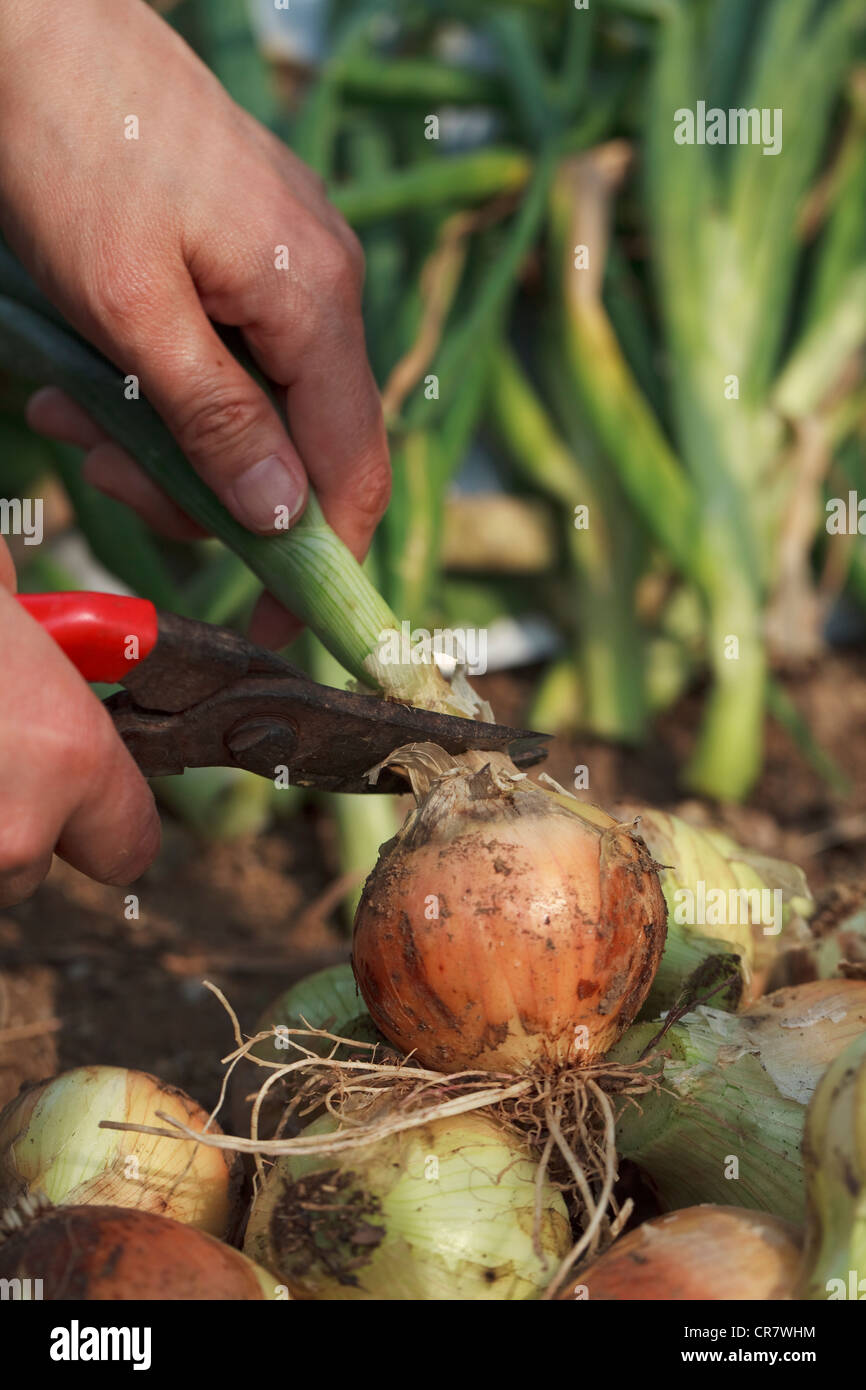 One large onion hi-res stock photography and images - Alamy