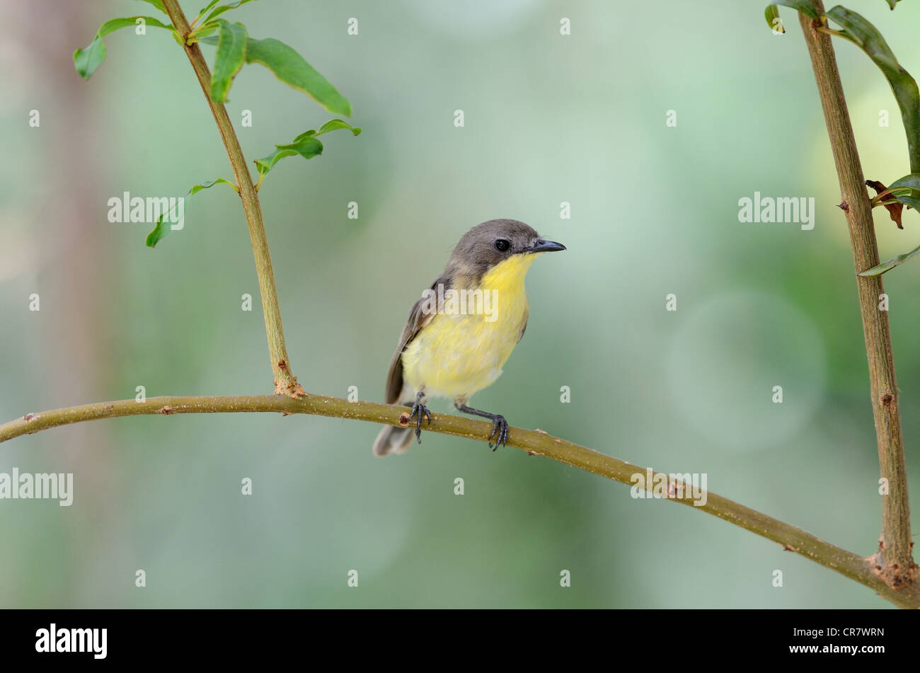 Sulphurea hi-res stock photography and images - Alamy