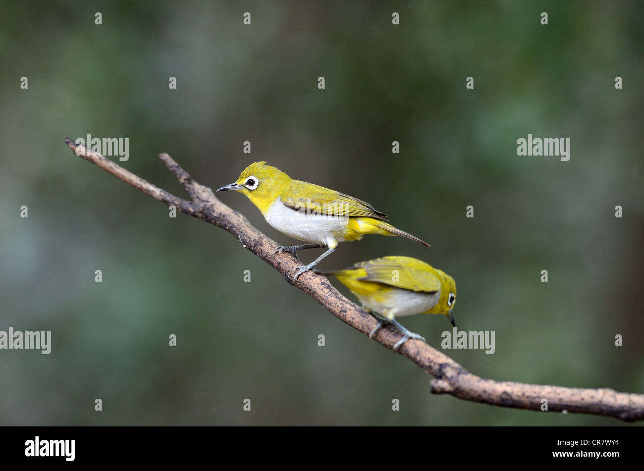 Zosterops palpebrosus hi-res stock photography and images - Alamy