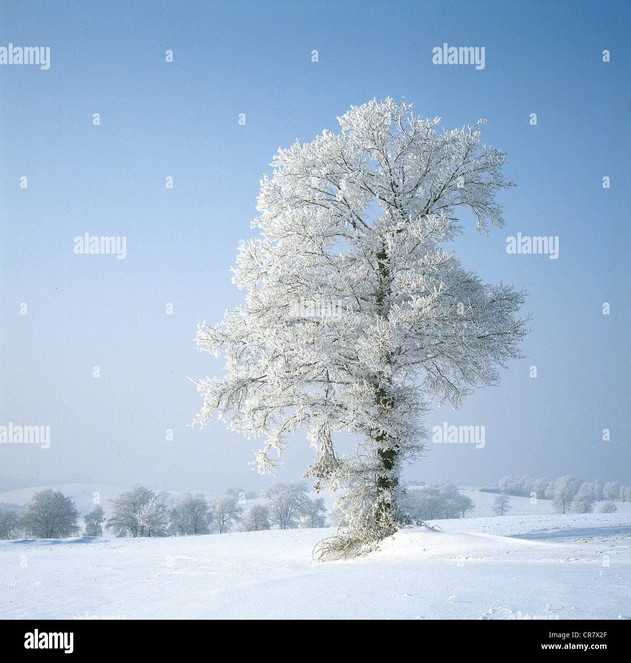 France, Aude, Sault plateau in winter Stock Photo - Alamy