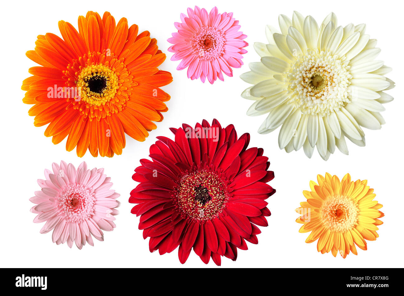 Gerbers isolated on white background Stock Photo - Alamy