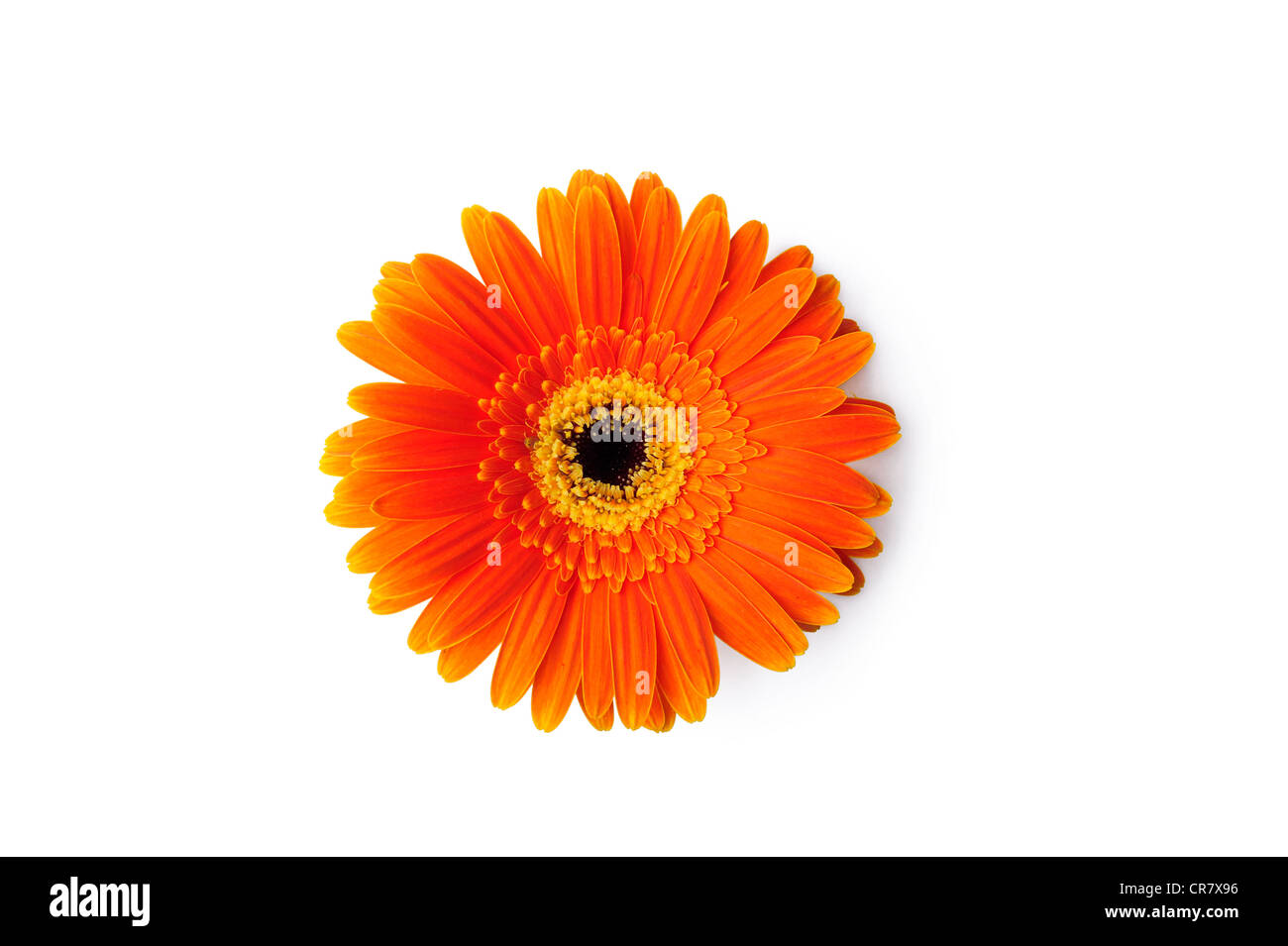 Orange gerber isolated on white background Stock Photo - Alamy