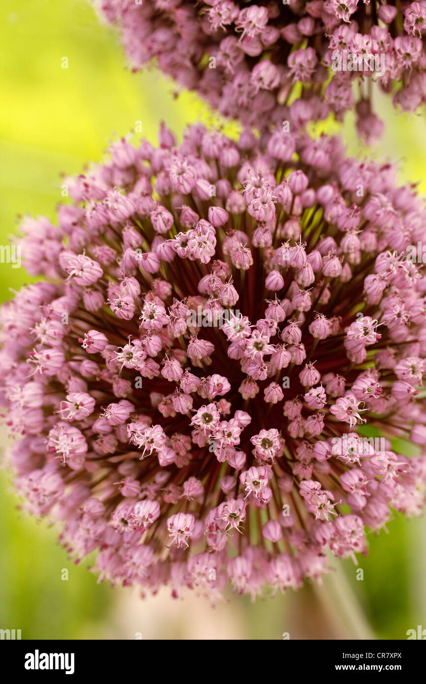 Giant Allium High Resolution Stock Photography and Images - Alamy