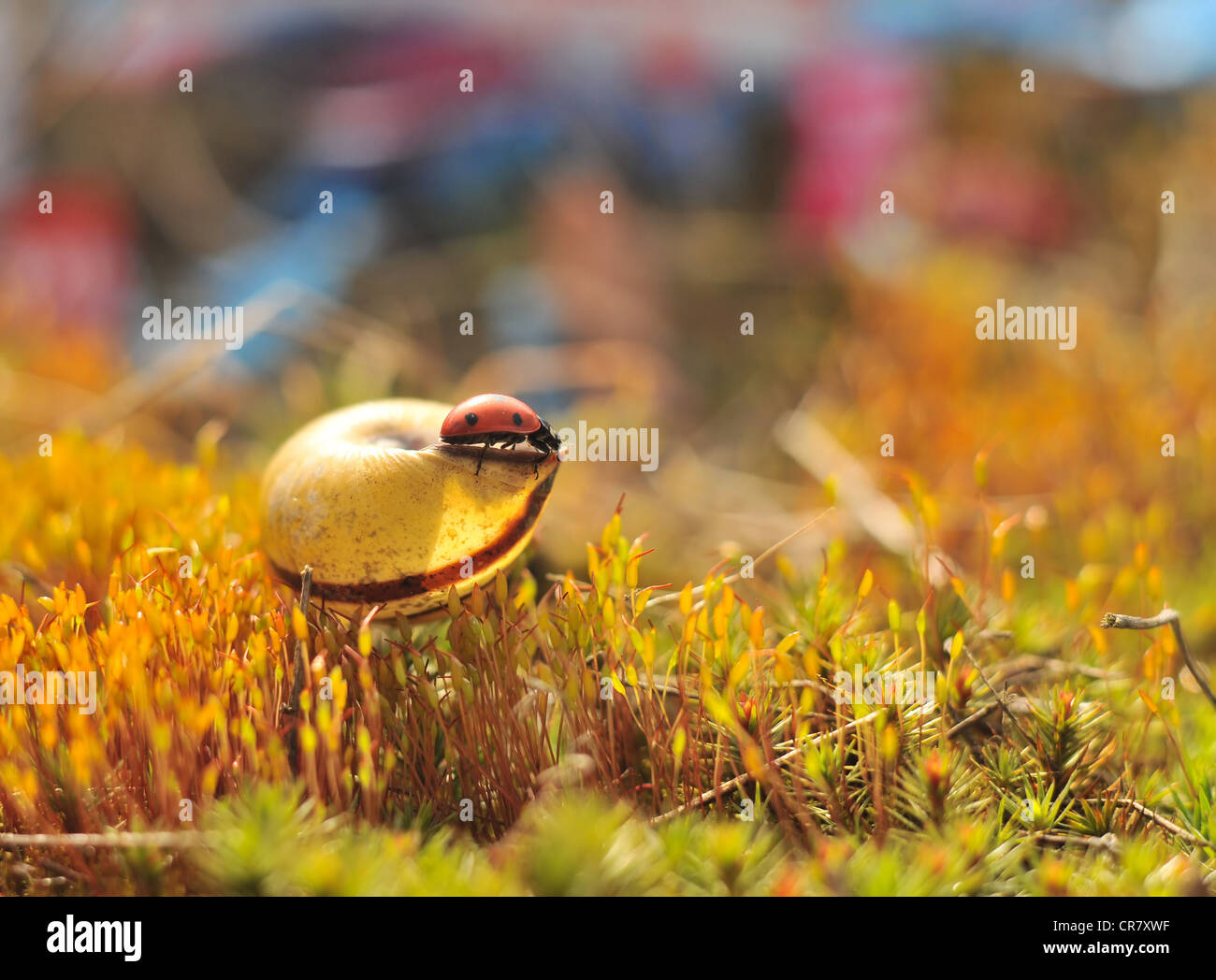 Snaill shell on forest moss Stock Photo - Alamy
