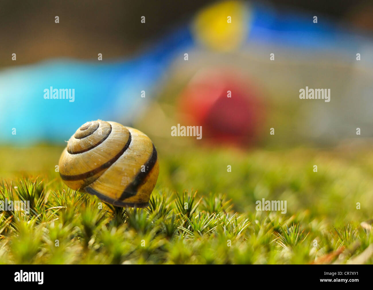 Magic snail hi-res stock photography and images - Alamy