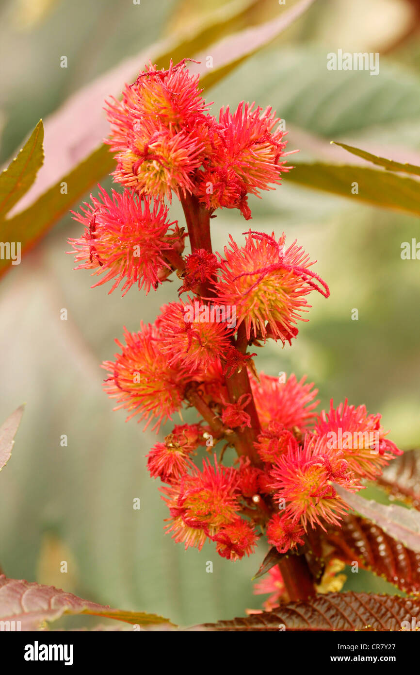 Ricin flowers Ricinus communis Castor oil Stock Photo - Alamy