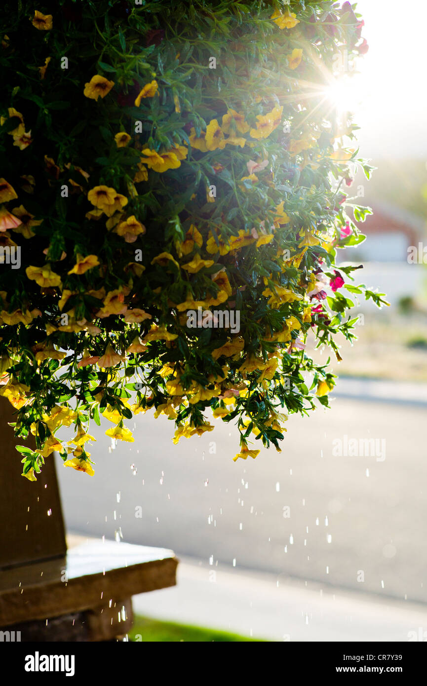Water dripping from basket hi-res stock photography and images - Alamy