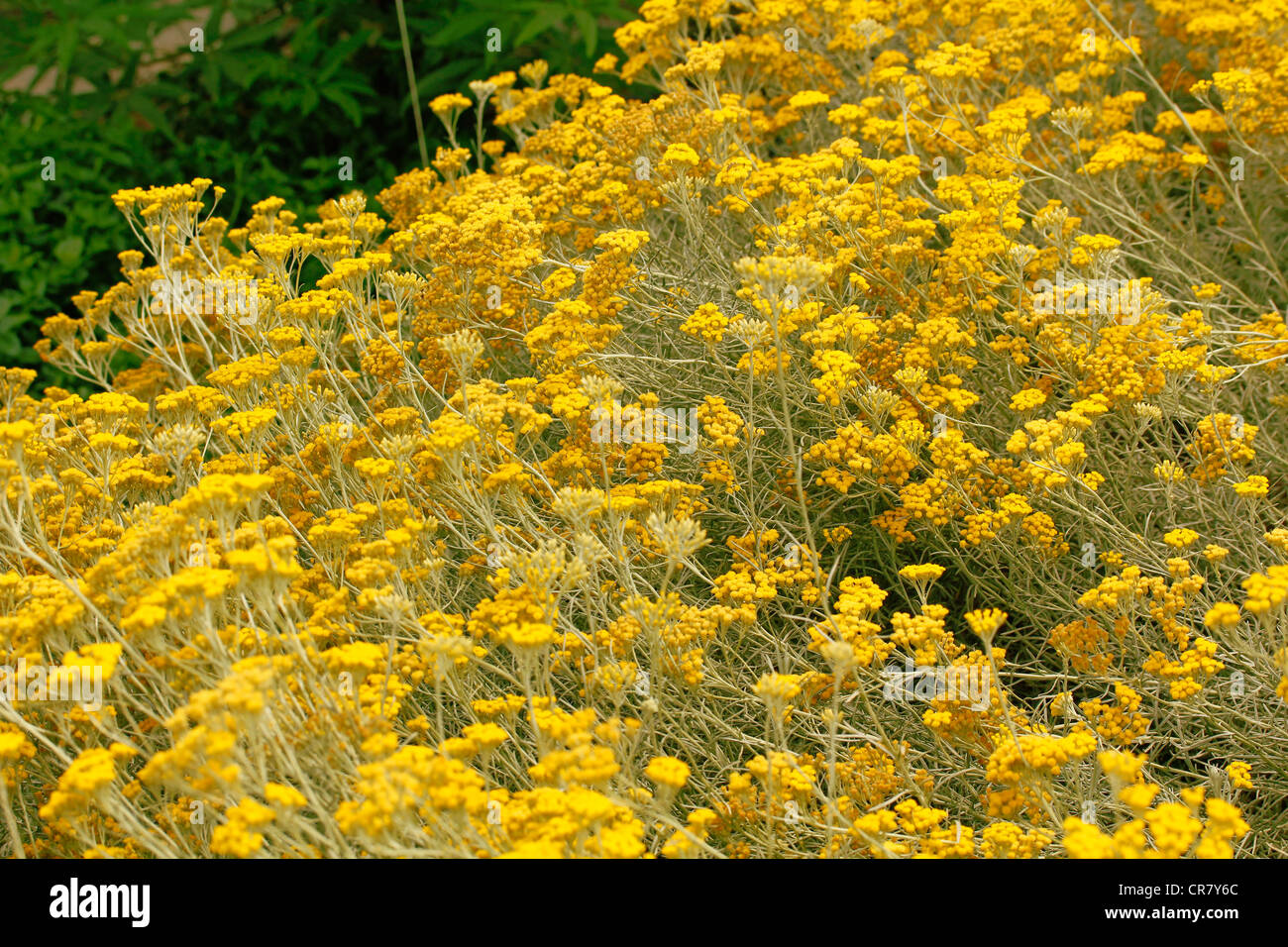 Curry plant. Helichryssum italicum Stock Photo - Alamy