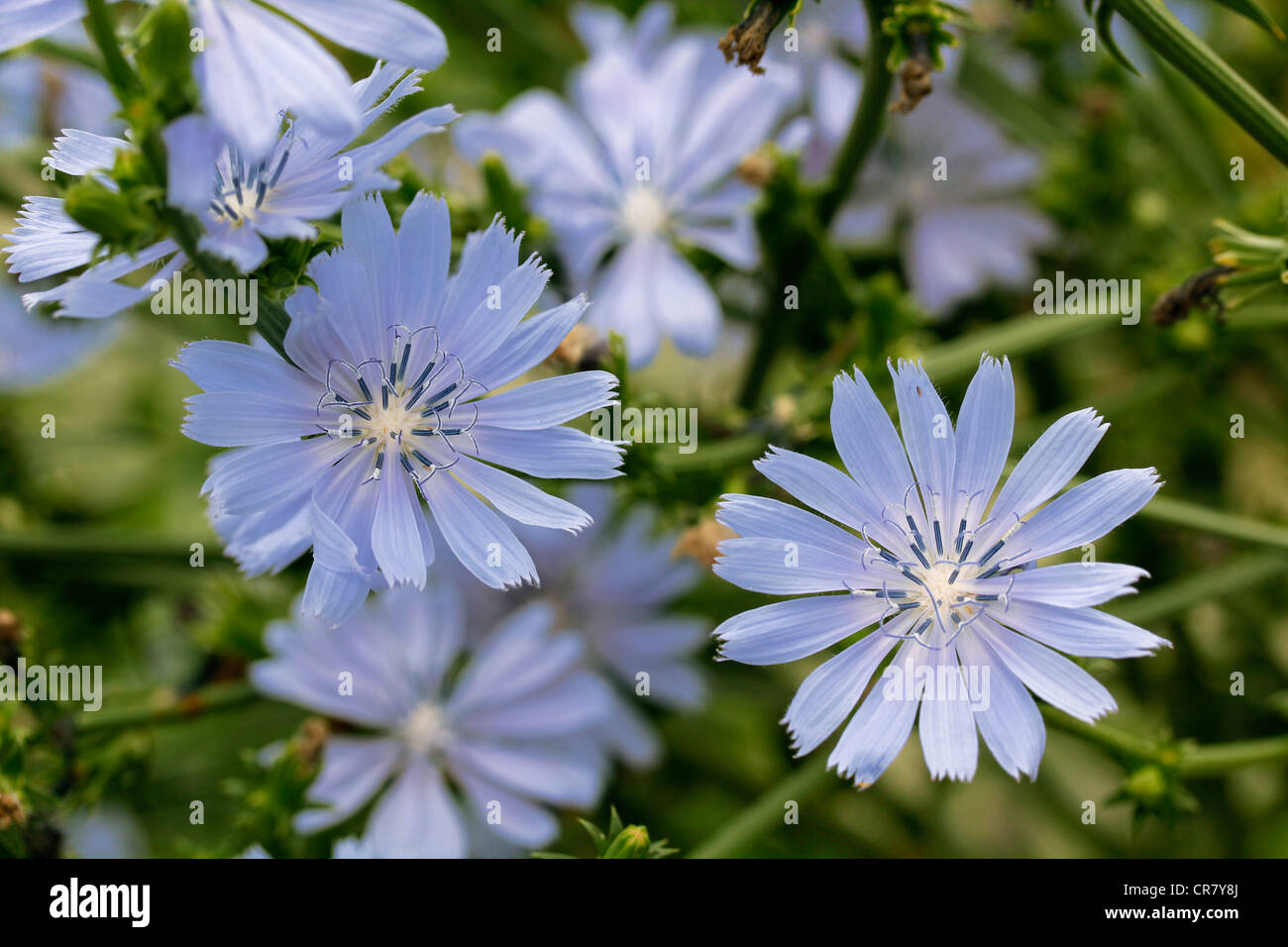 Chicory (Cichorium intybus Stock Photo - Alamy