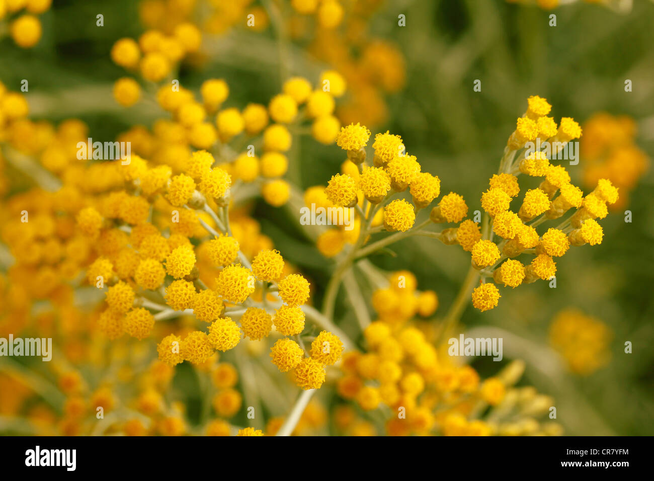 Curry plant hi-res stock photography and images - Alamy