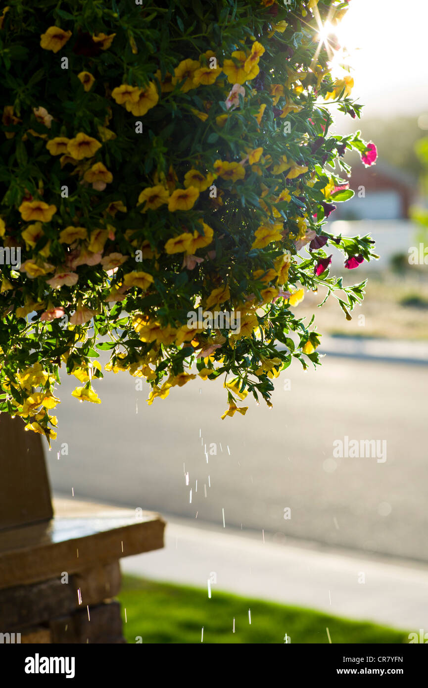 Water dripping from a hanging basket of fresh flowers at Craftsman ...