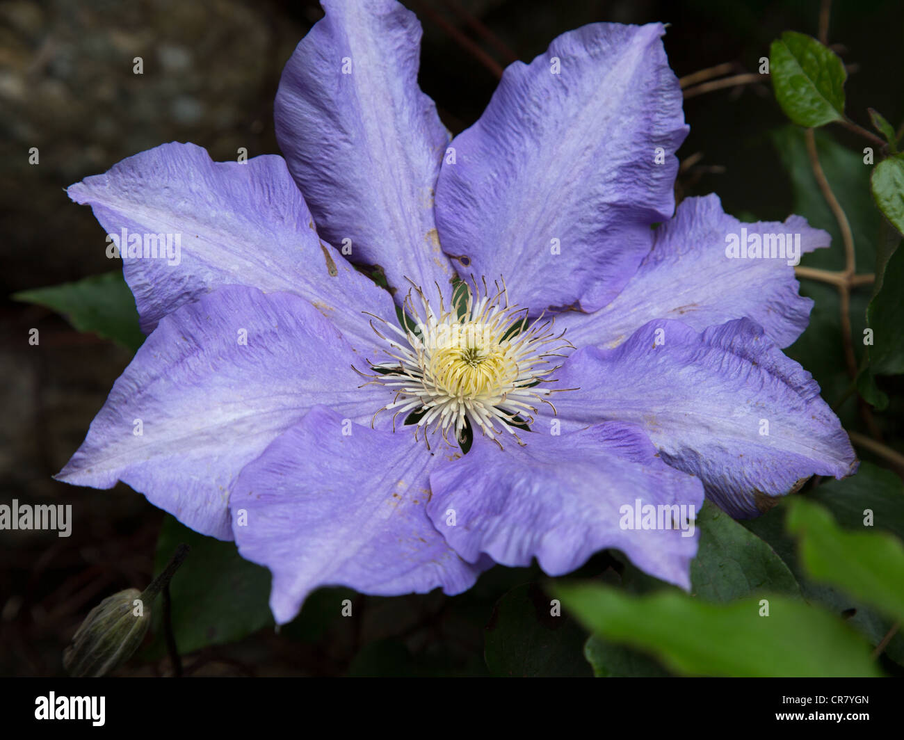 light blue clematis H F Young Stock Photo - Alamy